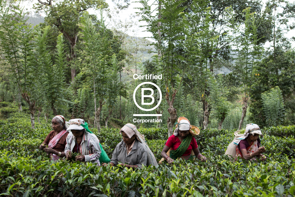 Joe's Tea Co. | Award Winning Tea, Taste Bud-Brilliant Flavour